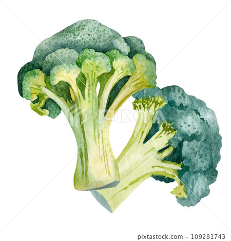 watercolor drawing of broccoli - Stock Illustration [109281743] - PIXTA