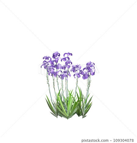 3d illustration of Iris pallida bush isolated... - Stock Illustration ...
