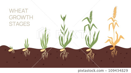 Wheat growth stages. Agricultural plant growing... - Stock Illustration ...