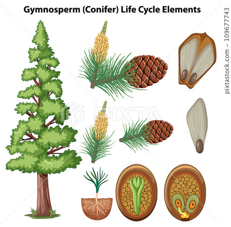 Simple Pine Life Cycle