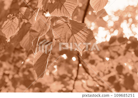 Peach Fuzz color leaf texture, nature monochrom...-插圖素材 [109685251 ...