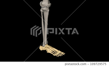 The human foot is a strong and complex... - Stock Illustration ...