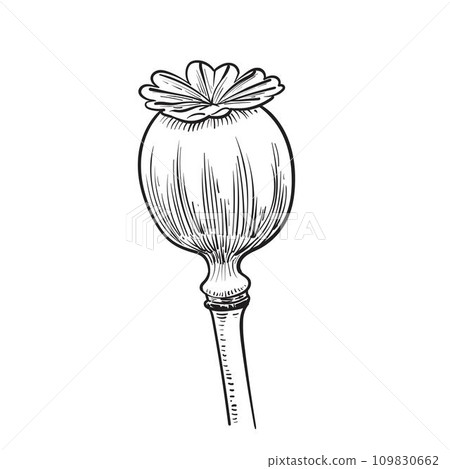 Opium Poppy Drawing Opium Poppy Botanical Drawings (Papaver