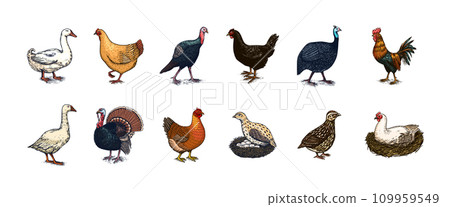 Domestic Chicken bird. Turkey, guinea fowl,... - Stock Illustration ...