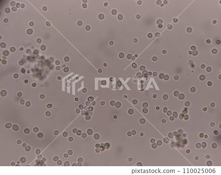 Yeast Cells Under A Microscope 3,032 Yeast Microscope Images, Stock