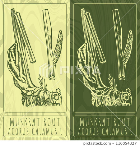 Vector drawings MUSKRAT ROOT. Hand drawn... - Stock Illustration ...
