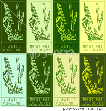 Set vector drawing of MUSKRAT ROOT in various... - Stock Illustration ...