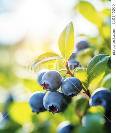 Blueberry Bush Clipart Blueberry Plant Hand Drawn Wild Berries And