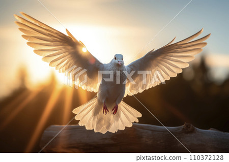White dove flying on sky in beautiful sunset... - Stock Illustration ...