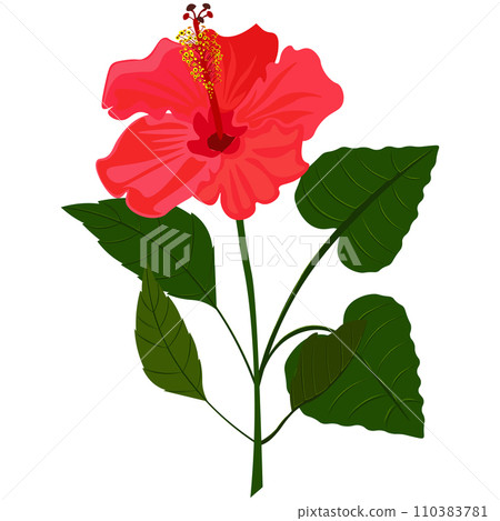 Isolated object-69. Hibiscus -6, flower... - Stock Illustration ...
