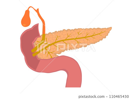 Inside of the pancreas, gallbladder and duodenum - Stock Illustration ...