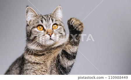 closeup image of happy cat with its paw up,... - Stock Illustration ...