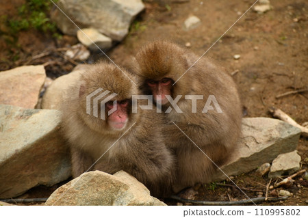 Two Japanese macaques warming each other - Stock Photo [110995802] - PIXTA