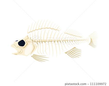 Cartoon fish skeleton, stripped of flesh.... - Stock Illustration ...