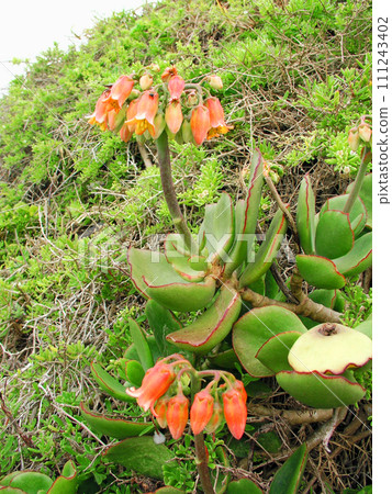 Kotiledon blooming on the coast of the Indian... - Stock Photo ...