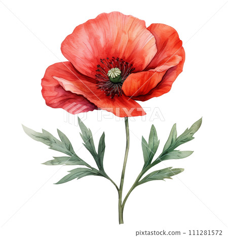 cute watercolor poppy flower isolated - Stock Illustration [111281572 ...