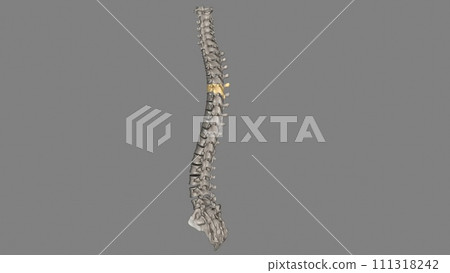 Thoracic Vertebral, T4 - Stock Illustration [111318242] - PIXTA
