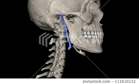The retromandibular vein is a major vein of the... - Stock Illustration ...