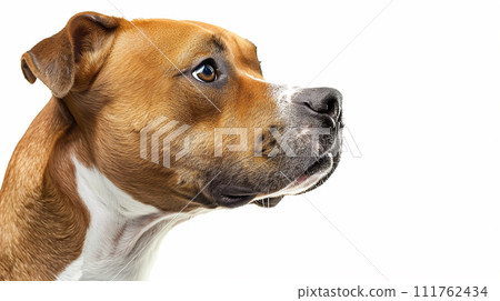 American Staffordshire Terrier Amstaffy No1-18 - Stock Illustration ...