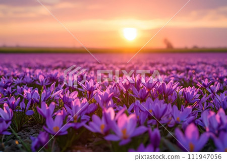 A horizon of beautiful purple saffron flower... - Stock Illustration ...