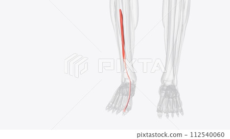 Extensor Hallucis Longus Muscle