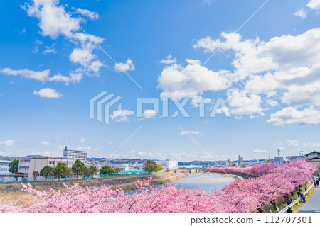 Spring Otogawa riverbed, Aoi cherry blossoms in... - Stock Photo ...