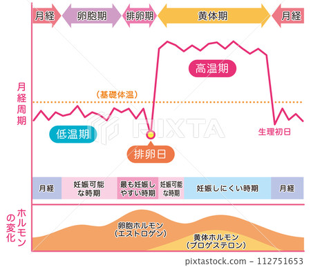 Basal body temperature graph Menstrual cycle... - Stock Illustration ...