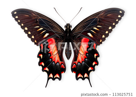 Beautiful Red-bodied Swallowtail butterfly... - Stock Illustration ...