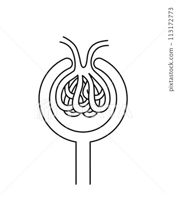Renal corpuscle, glomerulus, Bowman's capsule,... - Stock Illustration ...