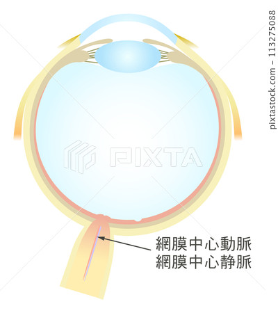 Horizontal section of the eye Central retinal... - Stock Illustration ...