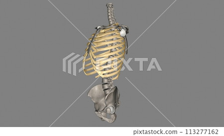 Human ribs are flat bones that form part of the... - Stock Illustration ...
