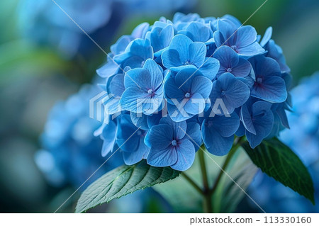 Beautiful blue hydrangea flower in the garden.... - Stock Illustration ...