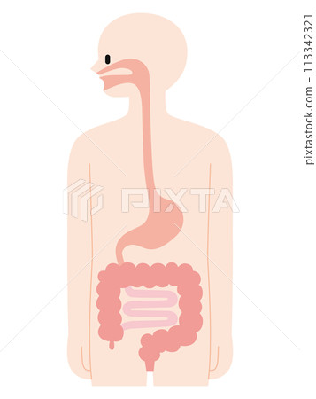 Cross Section Labeled Digestive System Page 2 | Human Stomach Cross