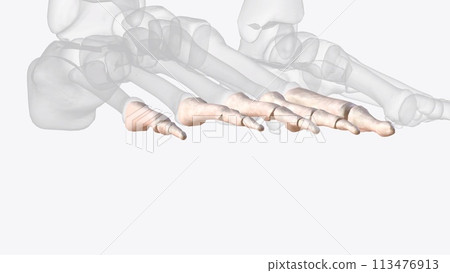 Phalanges Bone Human Phalanges Bones Of The Little Toe White And