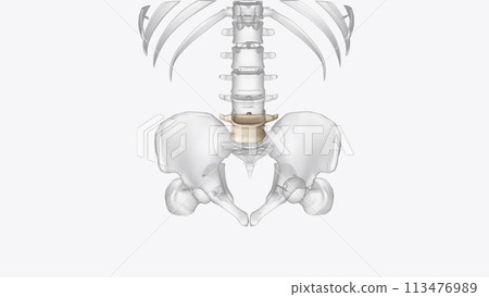 The fifth lumbar spine vertebrae (L5) is part... - Stock Illustration ...