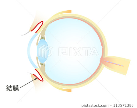Vertical section of the eye Conjunctiva - Stock Illustration [113571393 ...