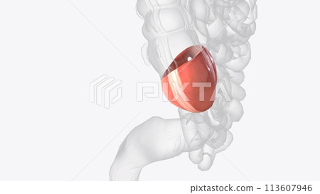 The cecum or caecum is a pouch within the... - Stock Illustration ...
