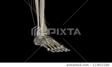 intermediate dorsal cutaneous nerve - Stock Illustration [113652180 ...
