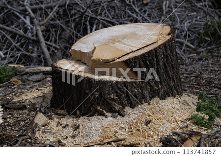 Landscape Timber Tree Ring Tree Ring Log Wood Stock Photo 288188003