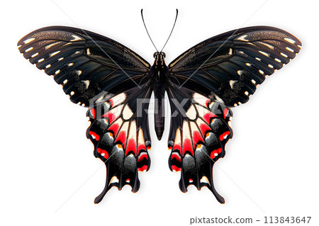 Beautiful Red-bodied Swallowtail butterfly...-插圖素材 [113843647] - PIXTA圖庫