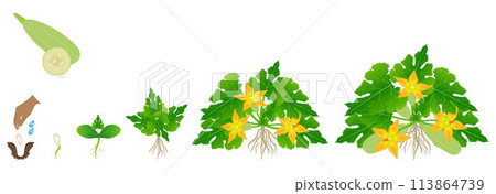 Cycle of growth of zucchini plant isolated on a...-插圖素材 [113864739 ...