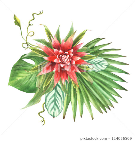 Bromeliad Drawing