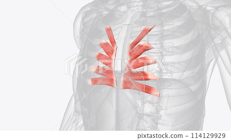 Transversus thoracis (triangularis sternae,... - Stock Illustration ...