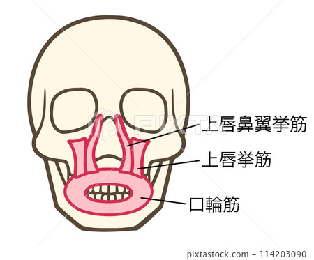 Levator Labii Superioris Levator Labii Superioris Alaeque Nasi Muscle,