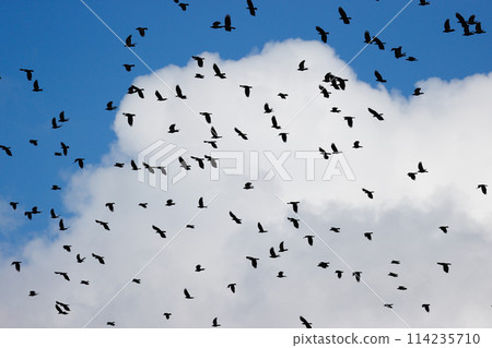 A flock of crows flying in the sky - Stock Photo [114235710] - PIXTA