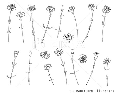 Carnation line drawing set - Stock Illustration [114258474] - PIXTA