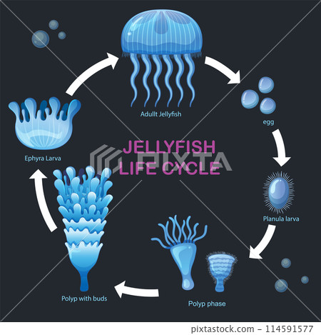 Jellyfish Reproduction Cycle