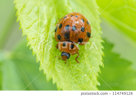 Black-tailed Tento - Stock Photo [114749126] - PIXTA