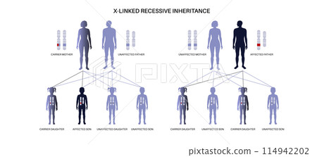X linked recessive inheritance - Stock Illustration [114942202] - PIXTA