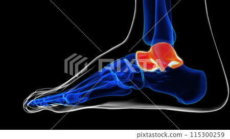 Talus Bone Anatomy